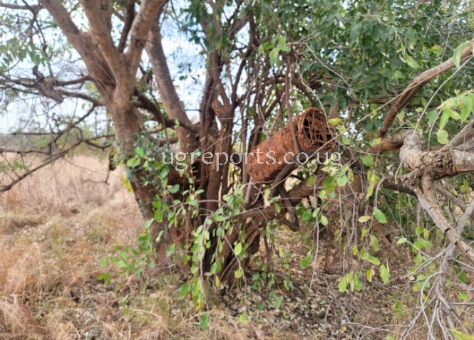 Bush burning hinders UWA’s apiary project in Karamoja – UG Reports News