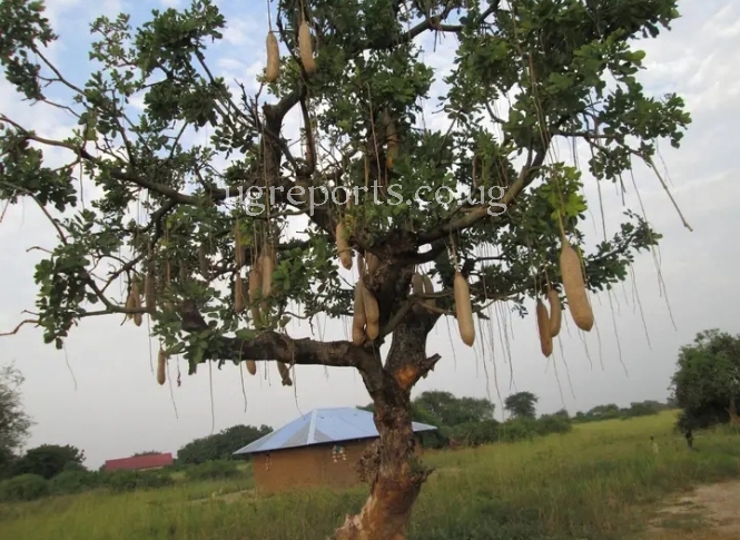 Health benefits of sausage tree – UG Reports News