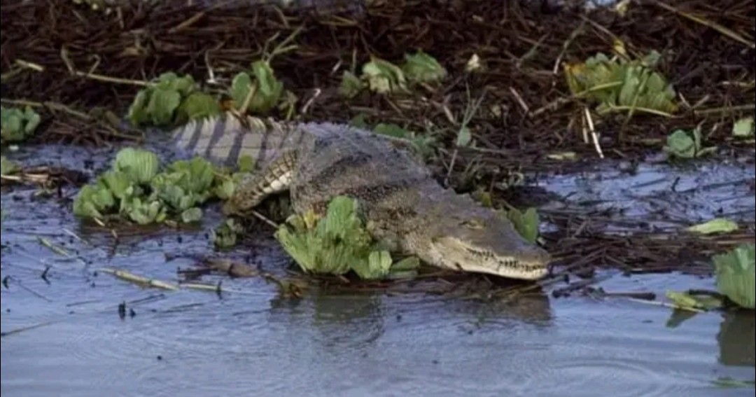 Buliisa residents urged to co-exist with stray aquatic animals – UG ...