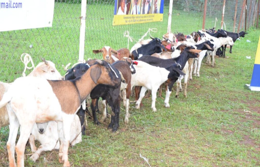 Masindi children with down syndrome receive goats to improve ...