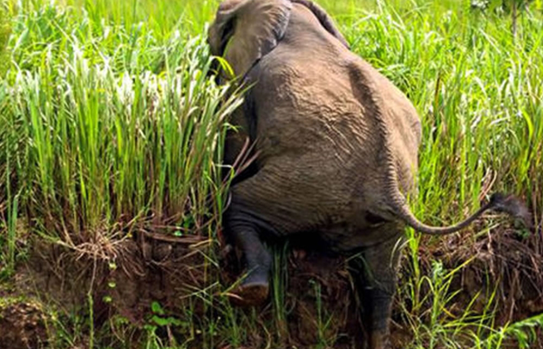 Elephants invade villages in Masindi, destroy crops – UG Reports News